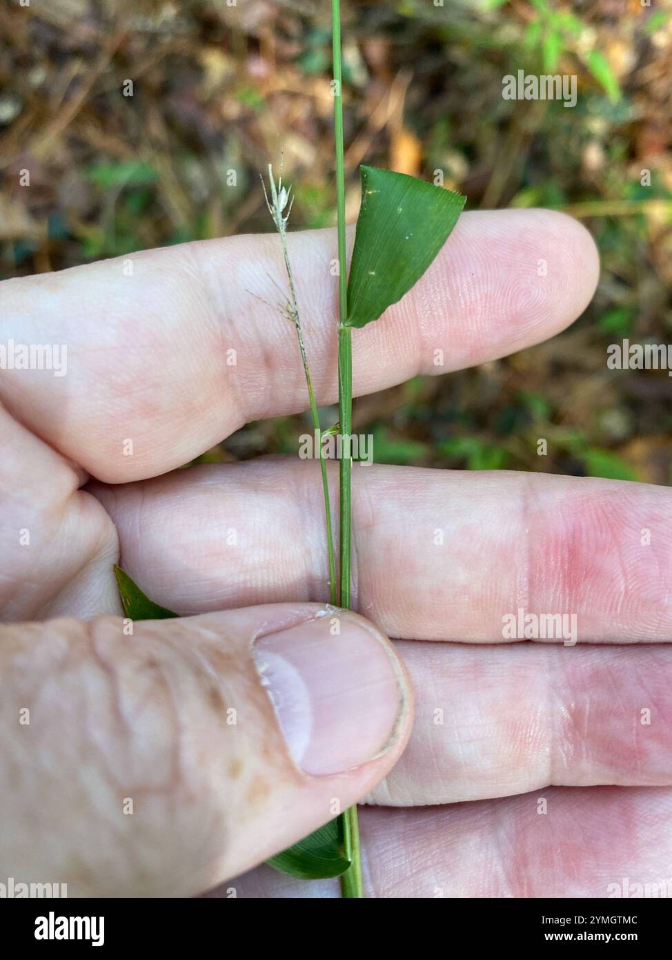 Basket Grass (Oplismenus hirtellus Stock Photo - Alamy