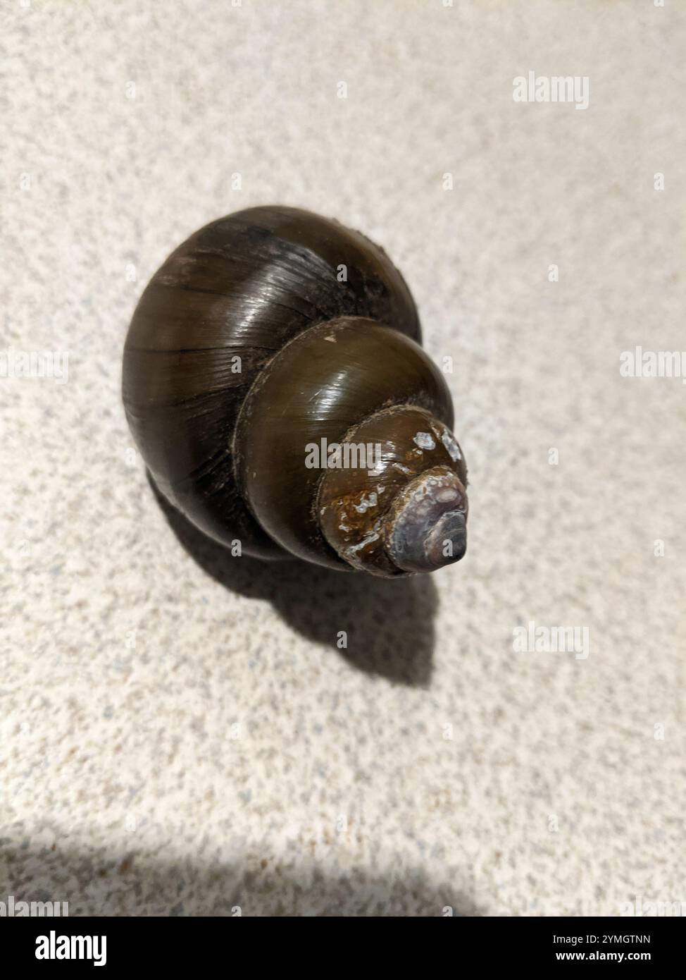 Chinese Mystery Snail (Cipangopaludina chinensis Stock Photo - Alamy