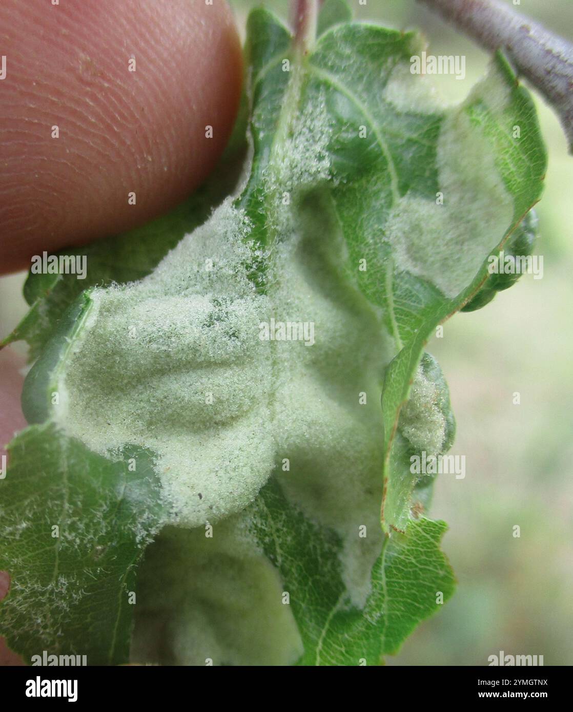 buffalo-thorn (Ziziphus mucronata Stock Photo - Alamy