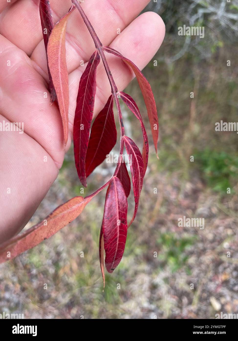 Prairie flameleaf sumac (Rhus lanceolata Stock Photo - Alamy
