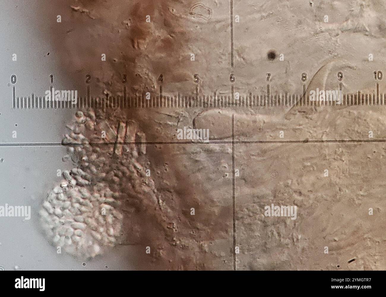 Frosted Grain-spored Lichen (Sarcogyne regularis Stock Photo - Alamy