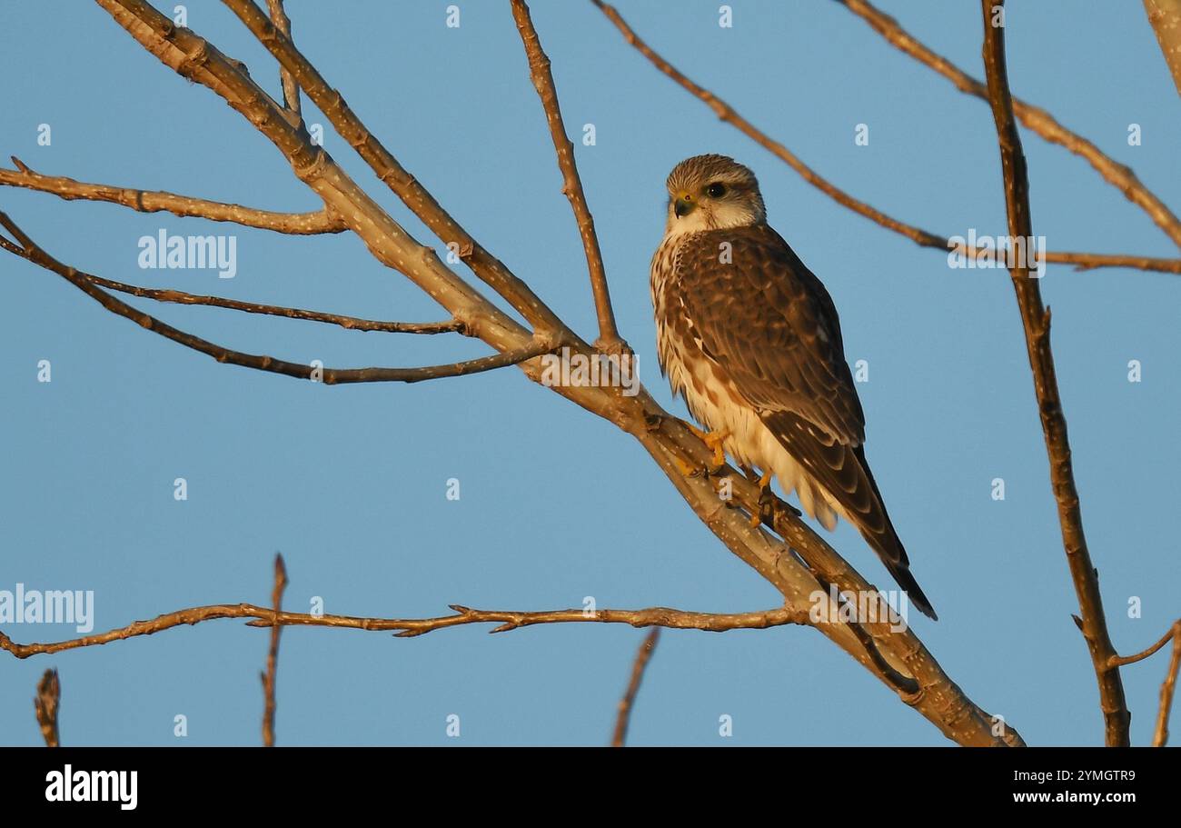 Merlin (Falco columbarius Stock Photo - Alamy