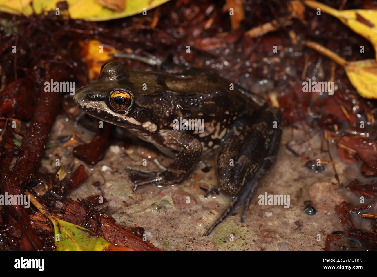 River Frogs (Amietia Stock Photo - Alamy