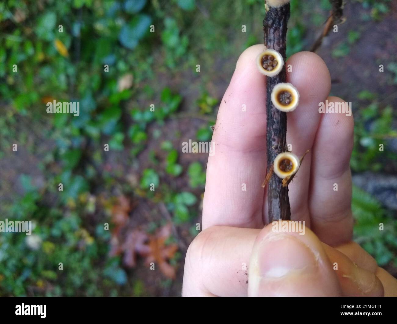 Nidula candida hi-res stock photography and images - Alamy