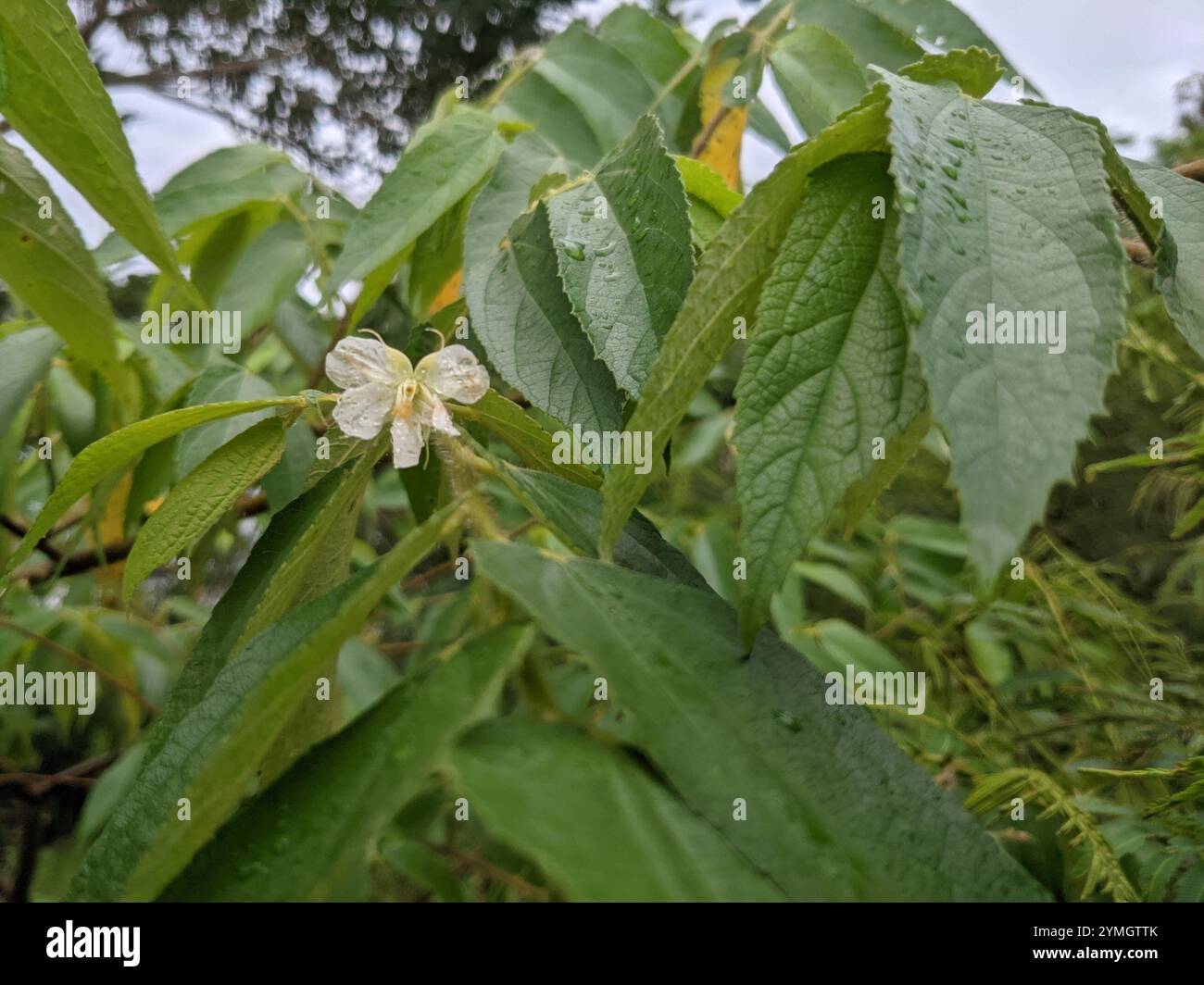 Calabur tree hi-res stock photography and images - Alamy