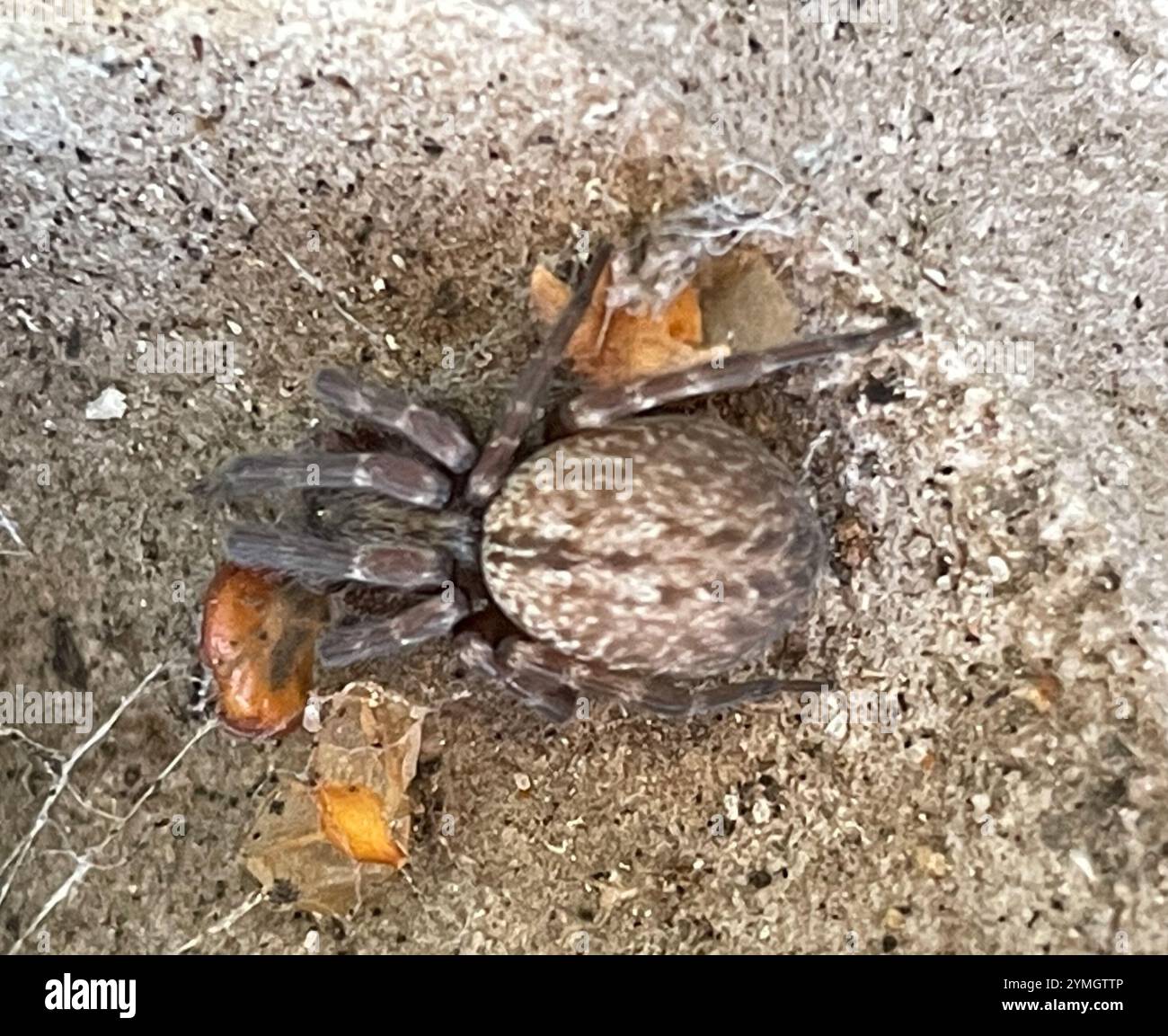 Grey House Spider (Badumna longinqua Stock Photo - Alamy