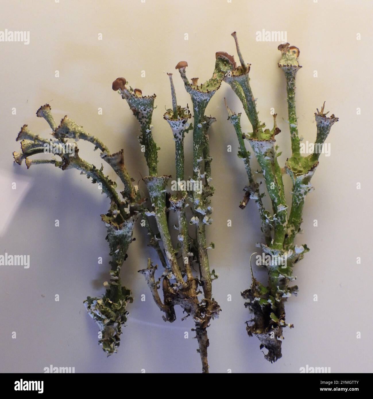 Bronzed Pixie Lichen (Cladonia gracilis turbinata Stock Photo - Alamy