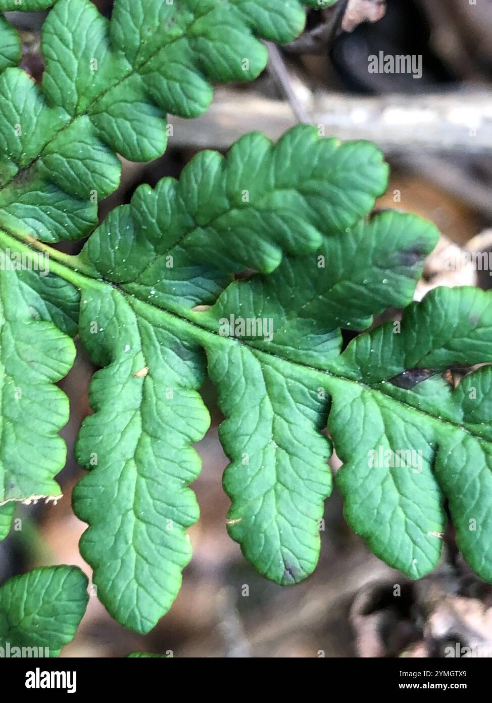 goldback fern (Pentagramma triangularis Stock Photo - Alamy