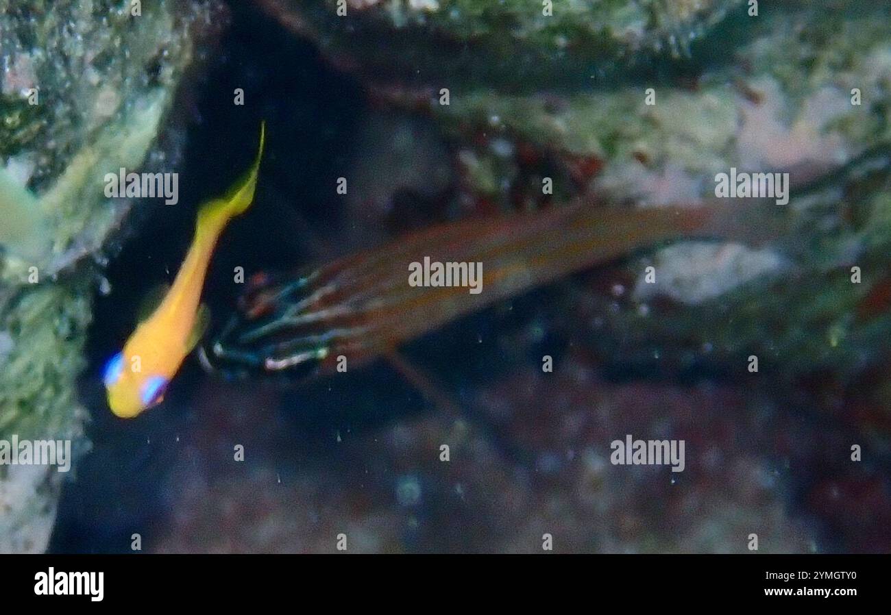 Yellowstriped Cardinalfish (Ostorhinchus cyanosoma Stock Photo - Alamy