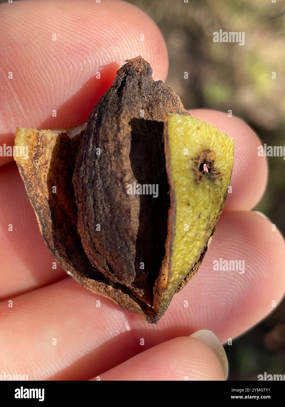 water hickory (Carya aquatica Stock Photo - Alamy