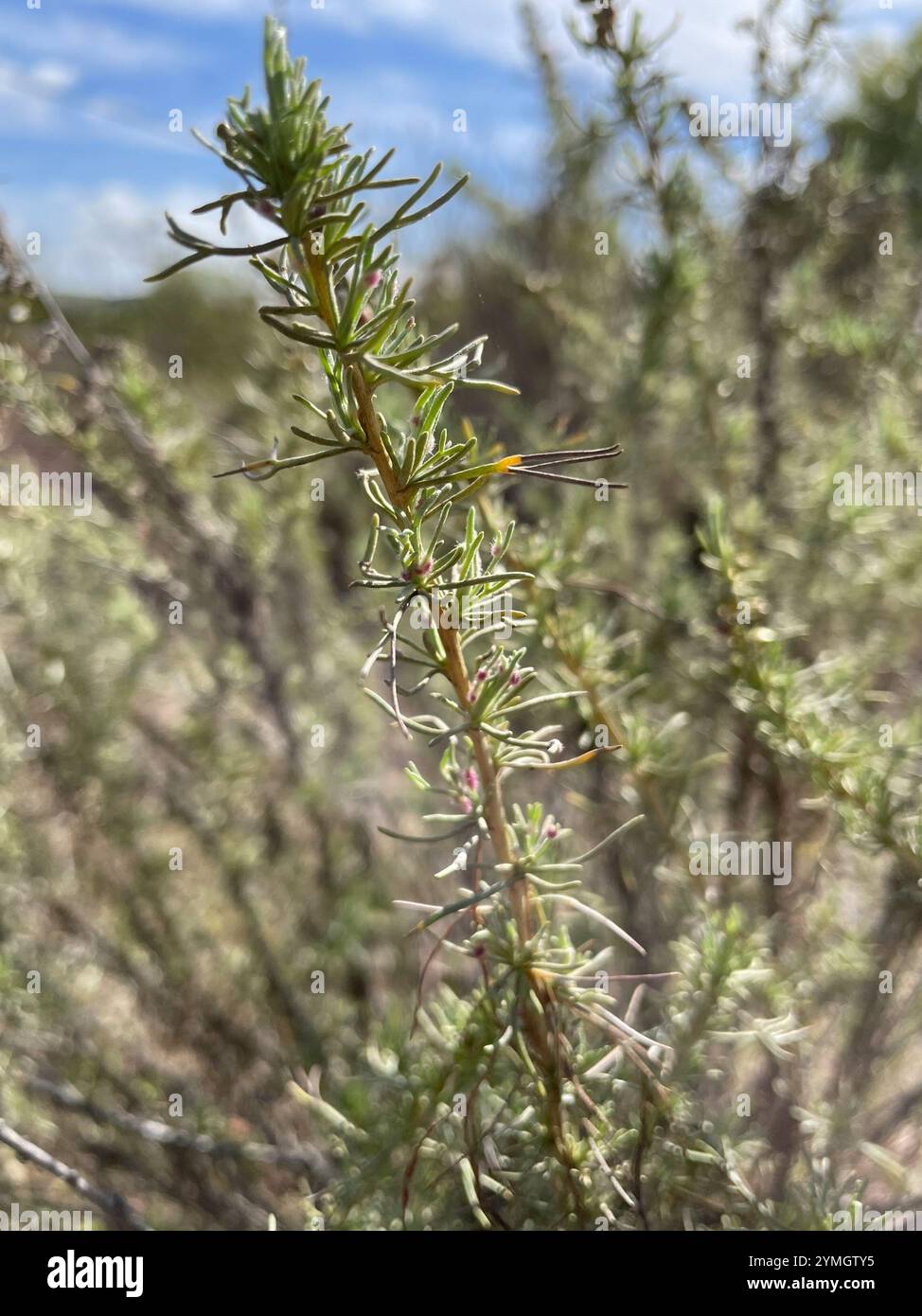 California sagebrush (Artemisia californica Stock Photo - Alamy