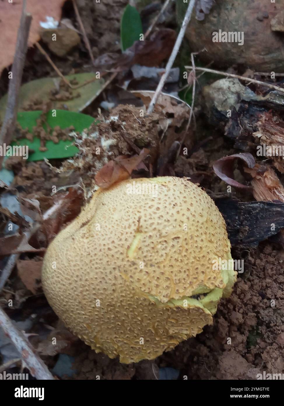 common earthball (Scleroderma citrinum Stock Photo - Alamy
