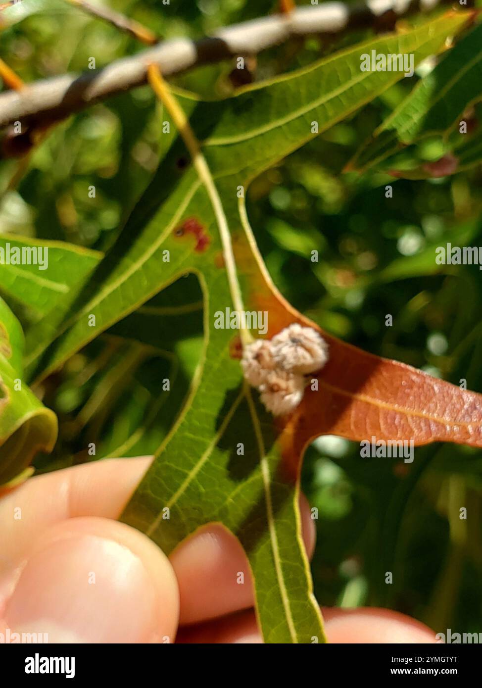 Oak Gall Wasps (Cynipini Stock Photo - Alamy