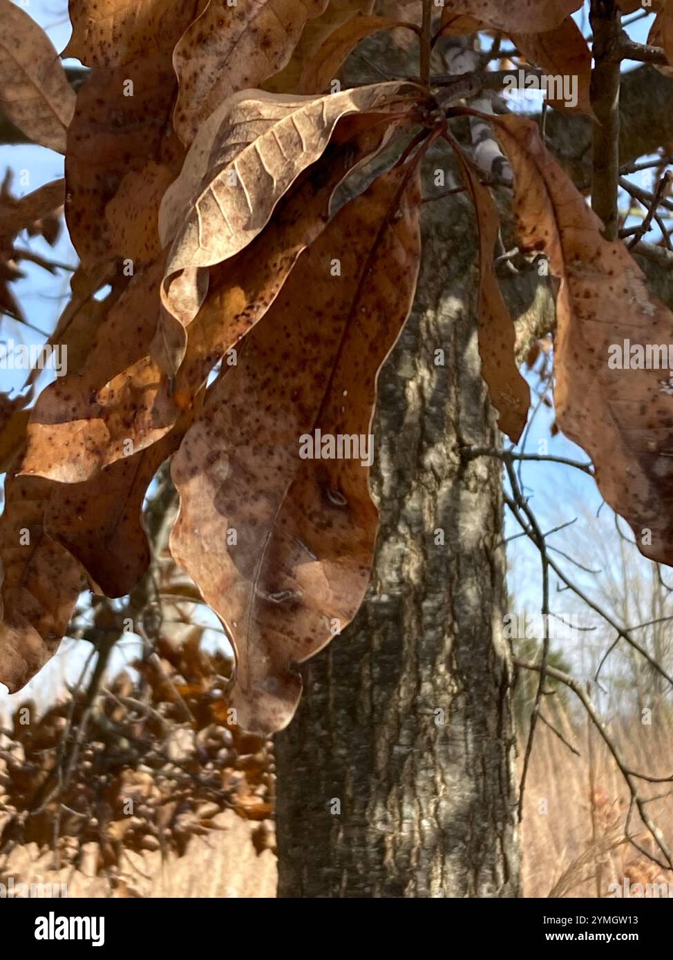 shingle oak (Quercus imbricaria Stock Photo - Alamy