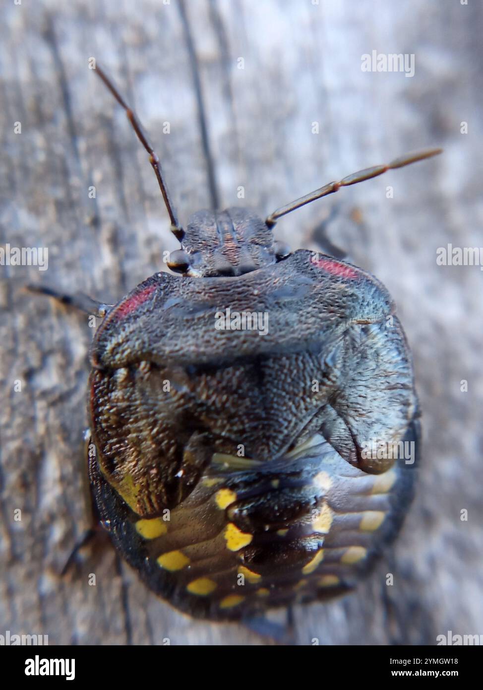 Southern Green Stink Bug (Nezara viridula Stock Photo - Alamy