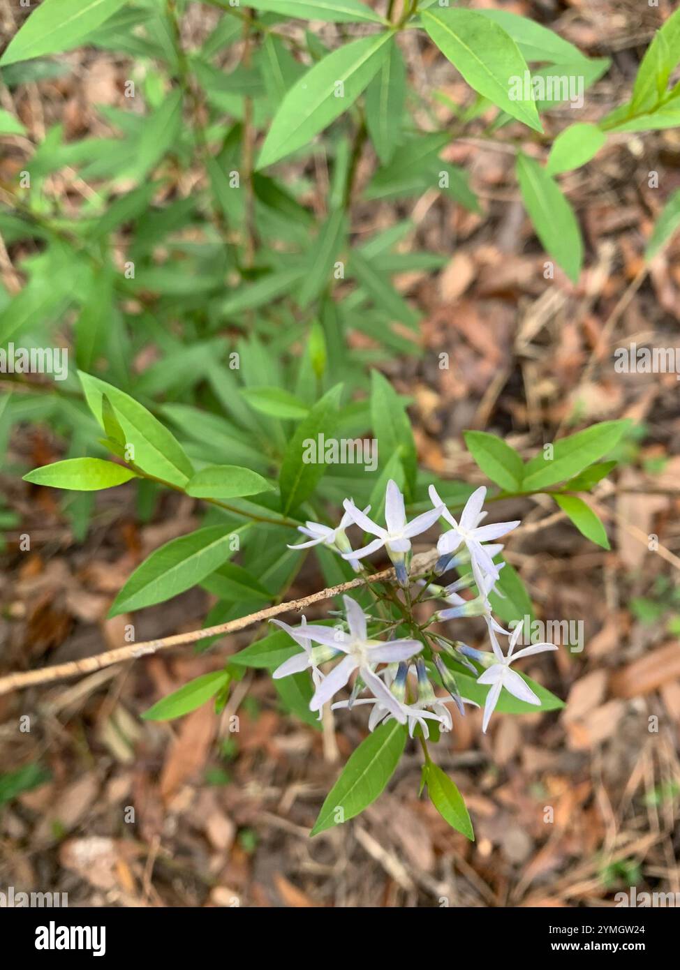 eastern bluestar (Amsonia tabernaemontana Stock Photo - Alamy