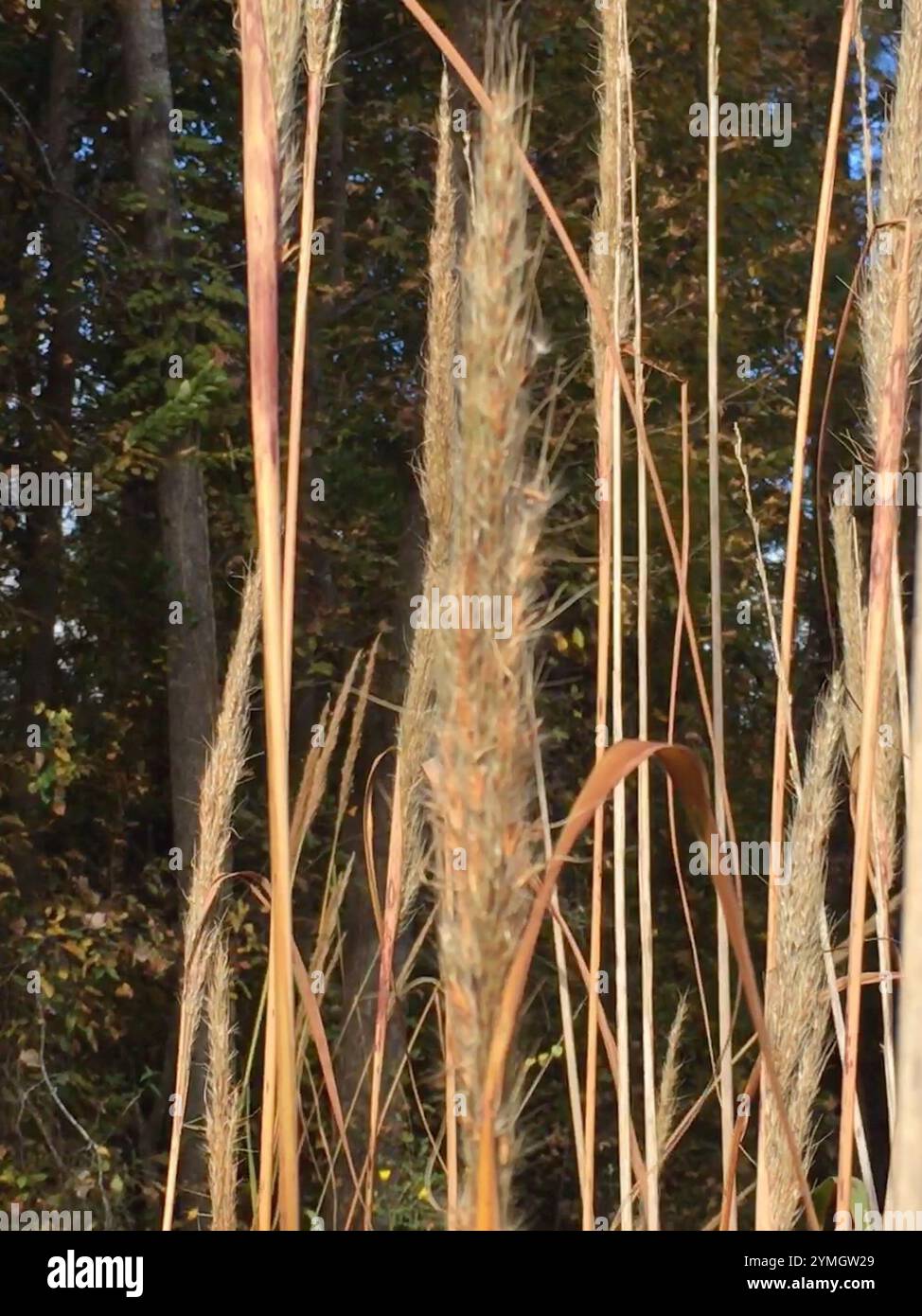 sugarcane plumegrass (Erianthus giganteus Stock Photo - Alamy