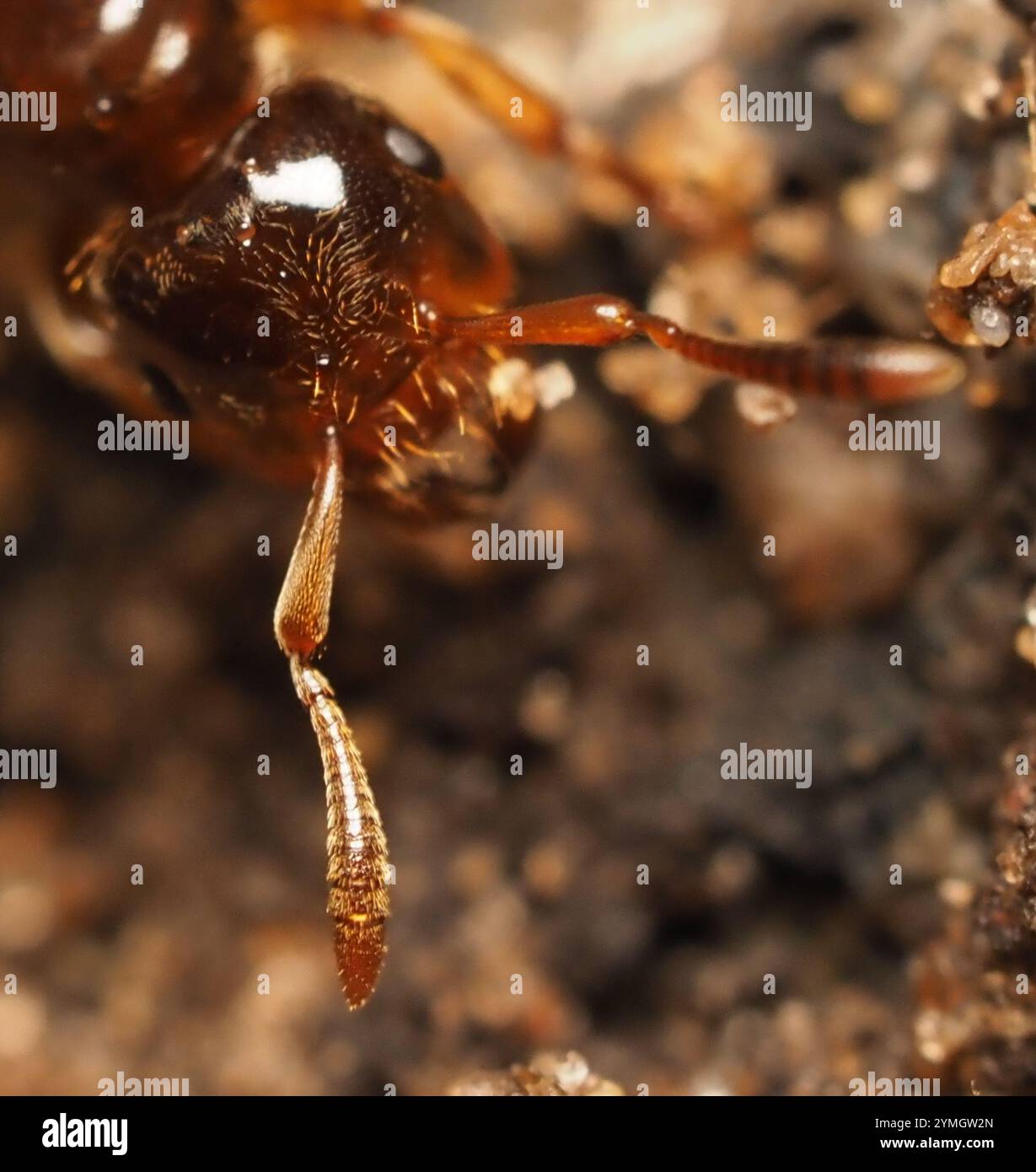 Common Citronella Ant (Lasius claviger Stock Photo - Alamy