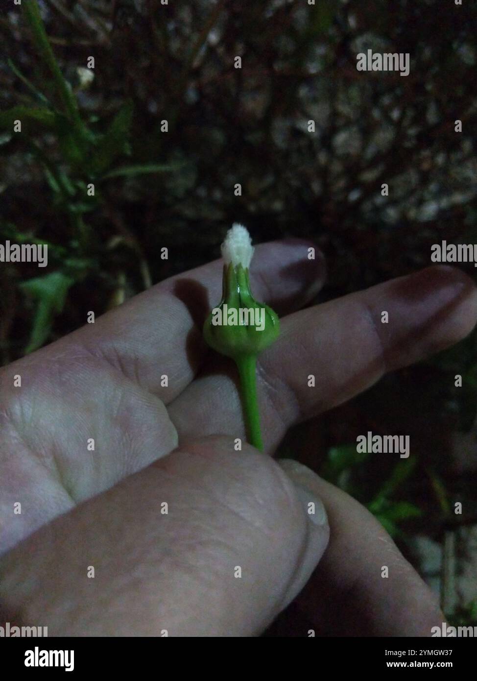 False Hawkbit (Urospermum picroides Stock Photo - Alamy