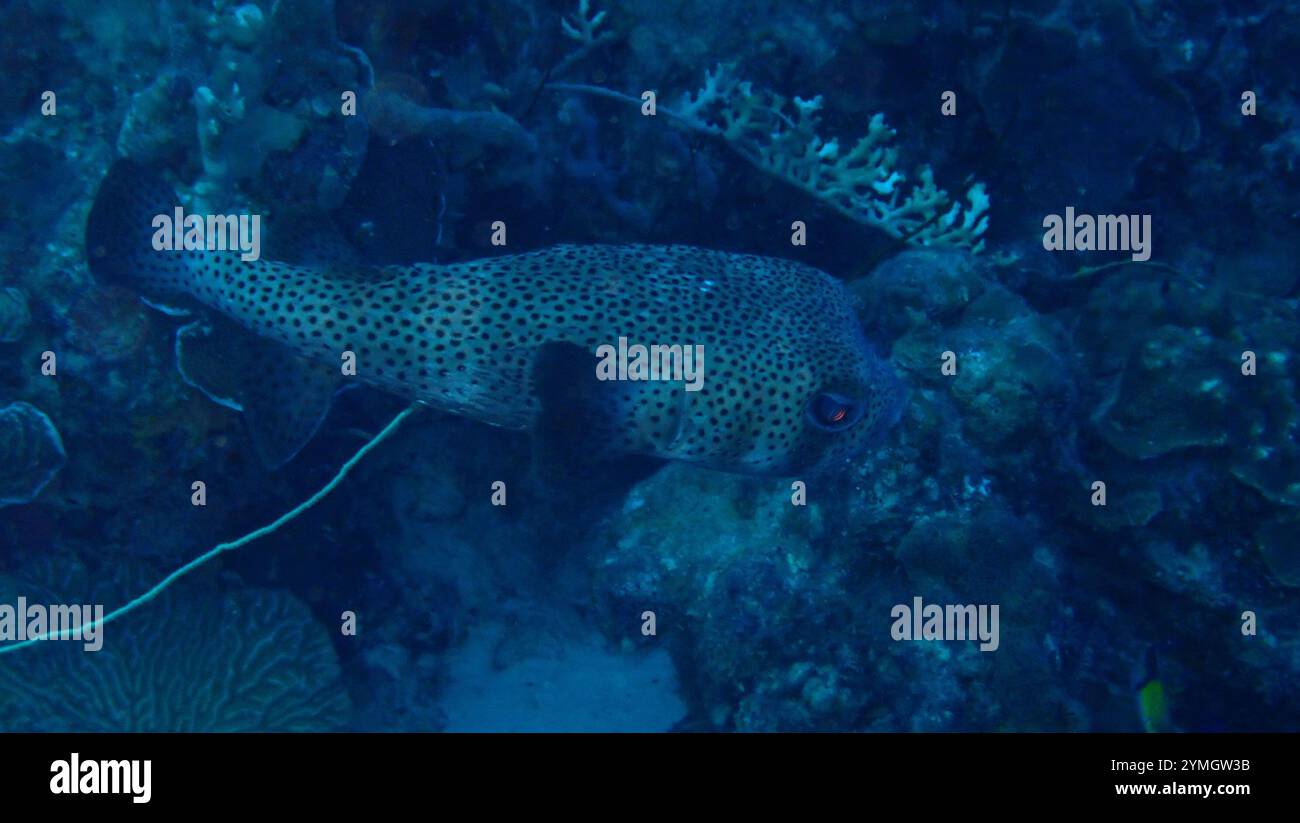 Spotted Porcupinefish (Diodon hystrix Stock Photo - Alamy