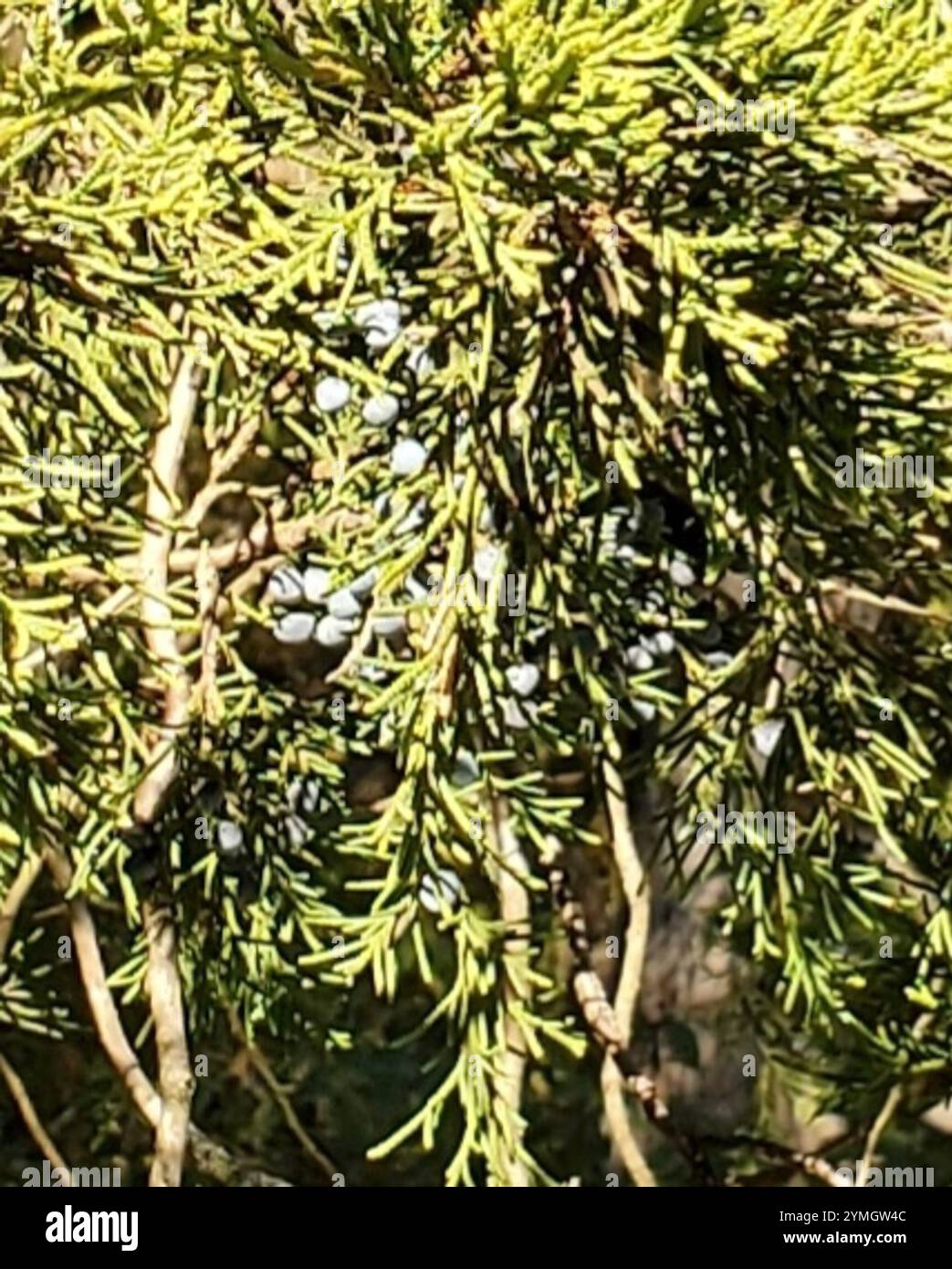 eastern redcedar (Juniperus virginiana Stock Photo - Alamy