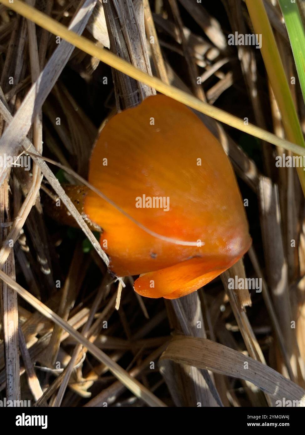 Western Witch's Hat (Hygrocybe singeri Stock Photo - Alamy