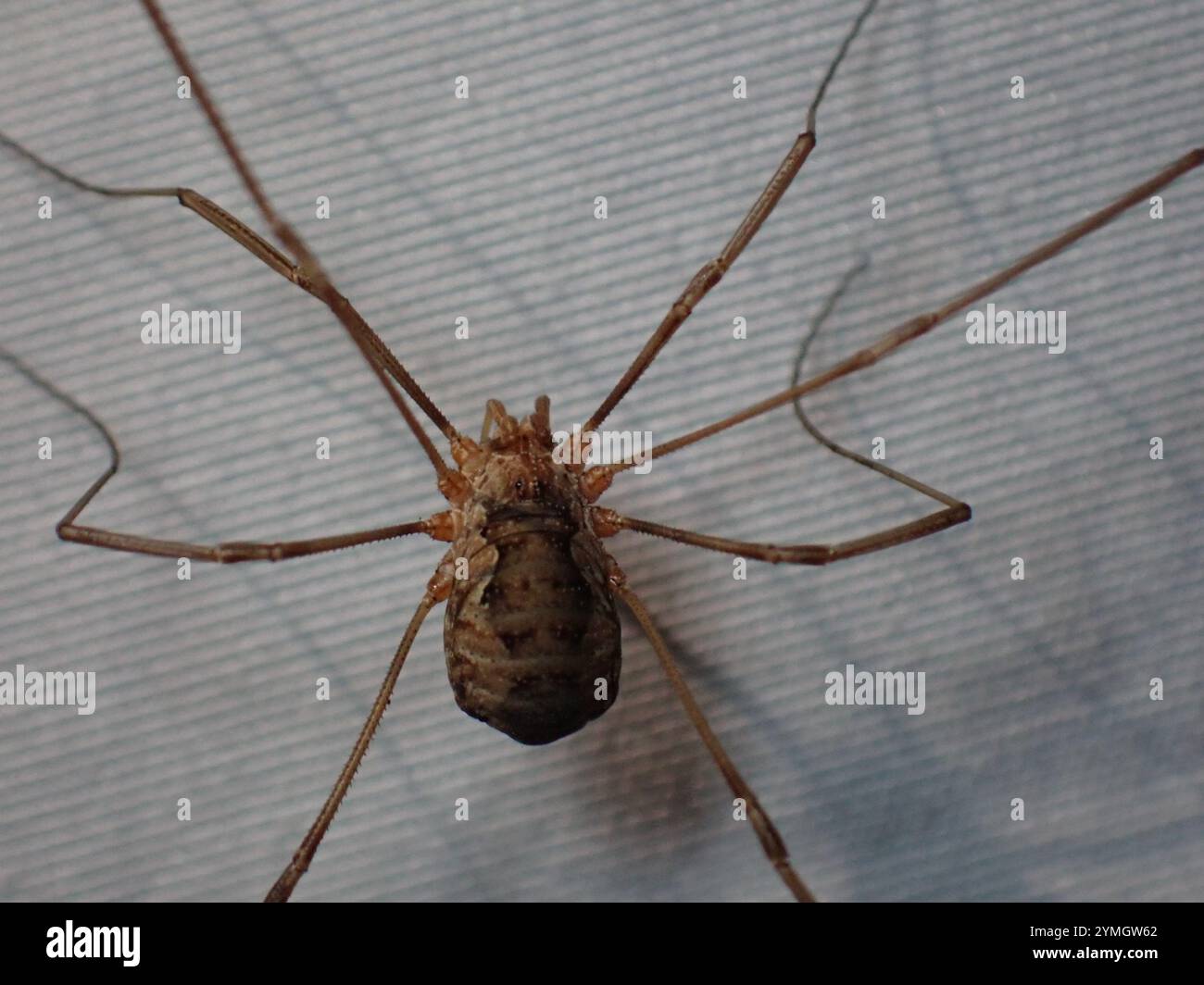 European Harvestman (Phalangium opilio Stock Photo - Alamy