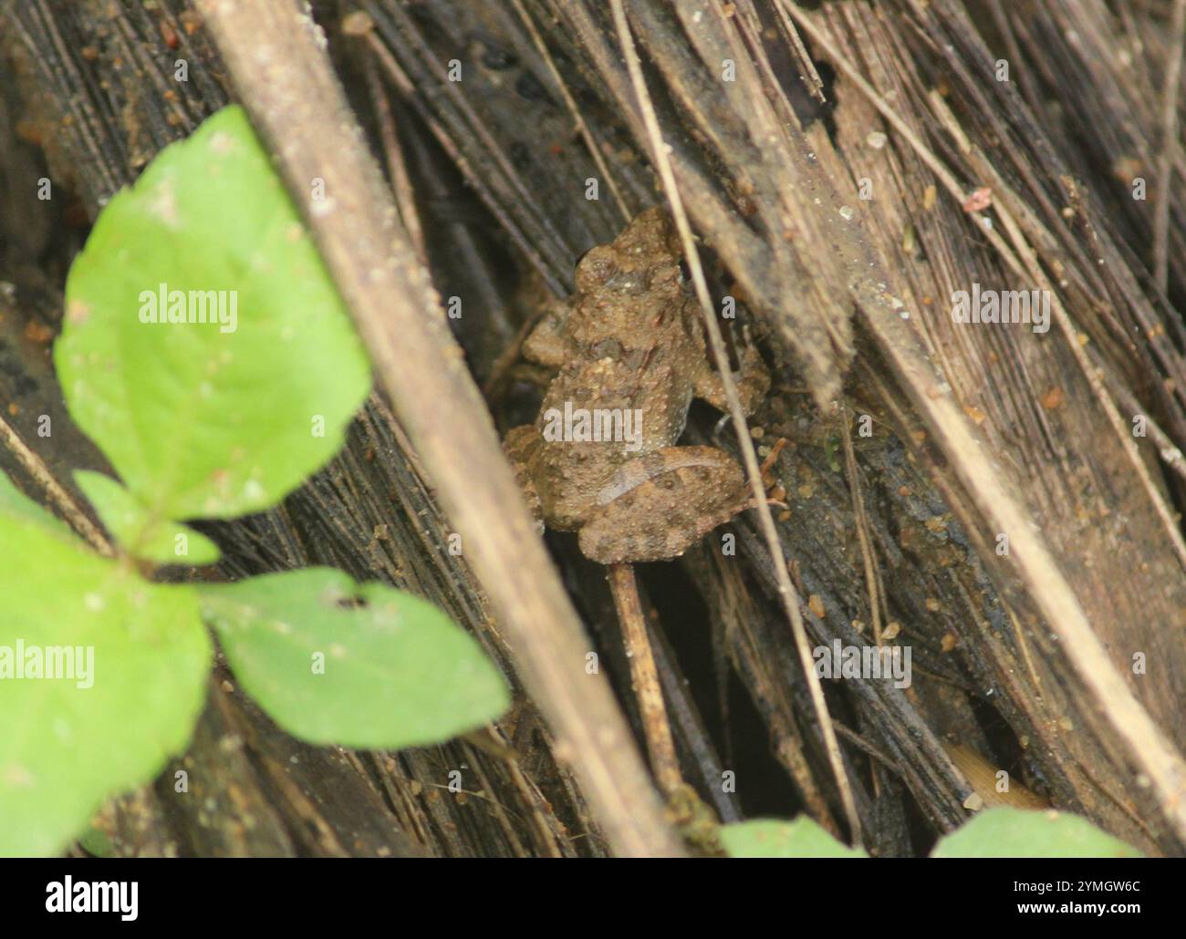Paddy Field Frog (Fejervarya limnocharis Stock Photo - Alamy