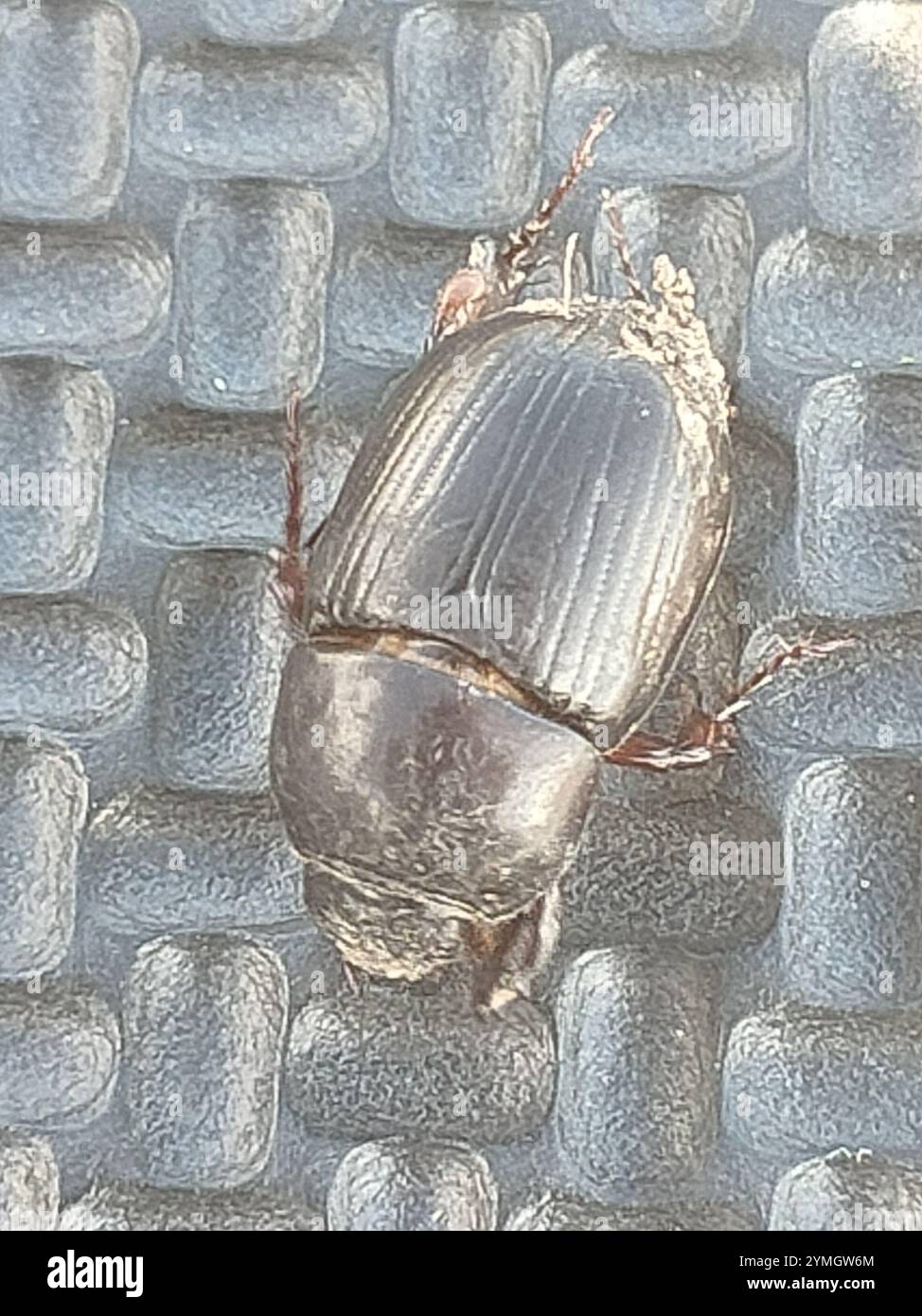 African Black Beetle (Heteronychus arator Stock Photo - Alamy