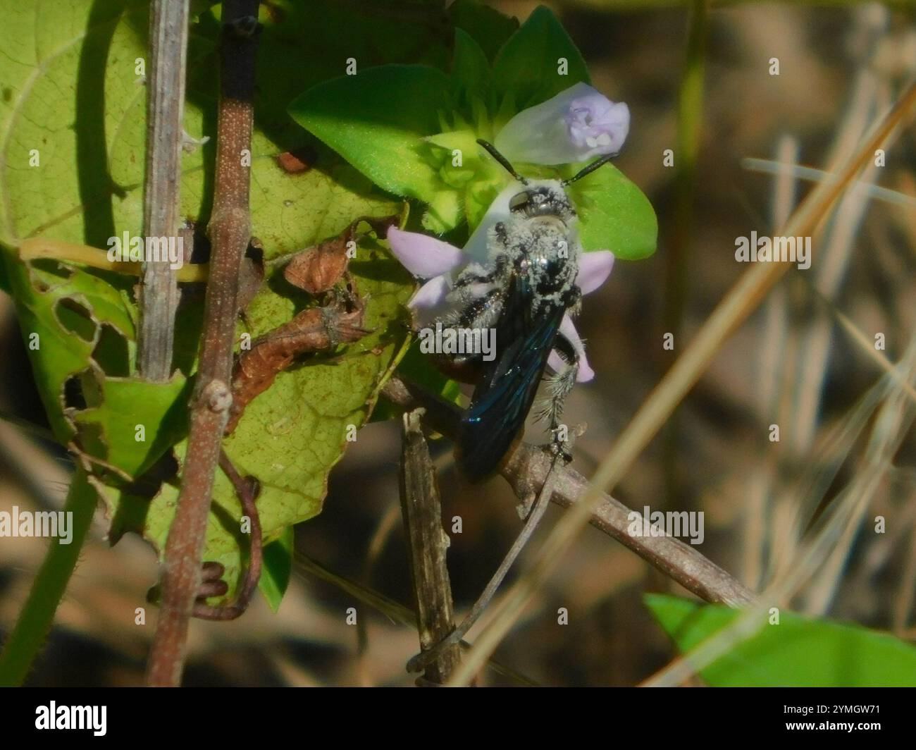 Caribbean scoliid wasp (Dielis dorsata Stock Photo - Alamy