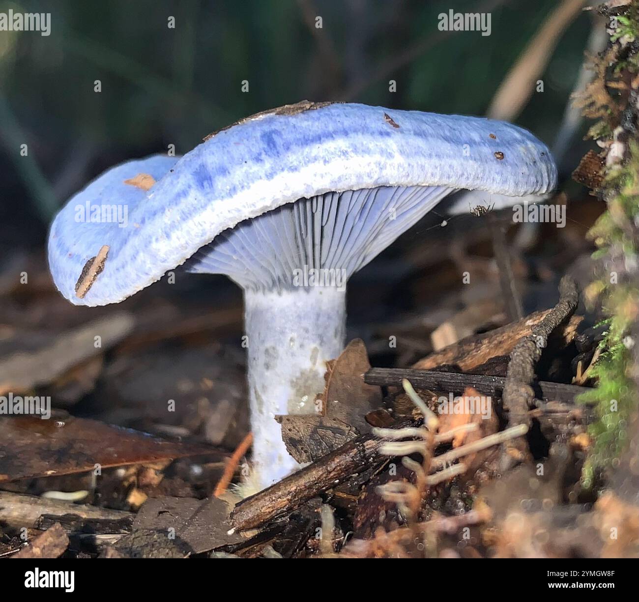 indigo milk cap (Lactarius indigo Stock Photo - Alamy