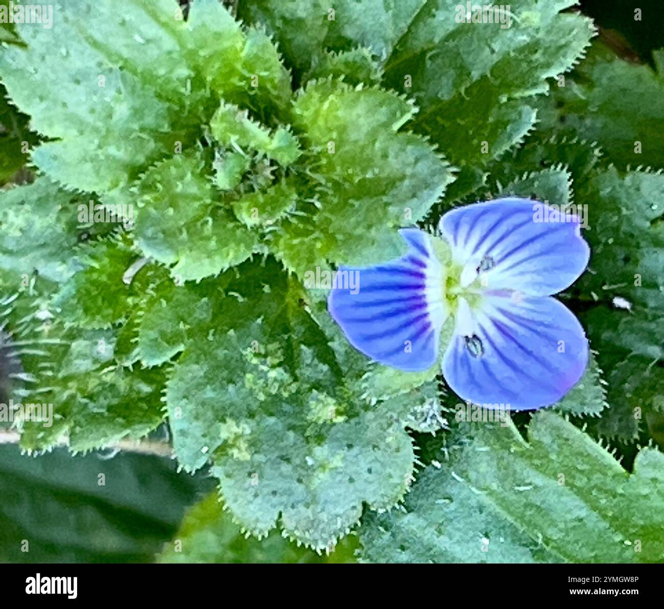 bird's-eye speedwell (Veronica persica Stock Photo - Alamy