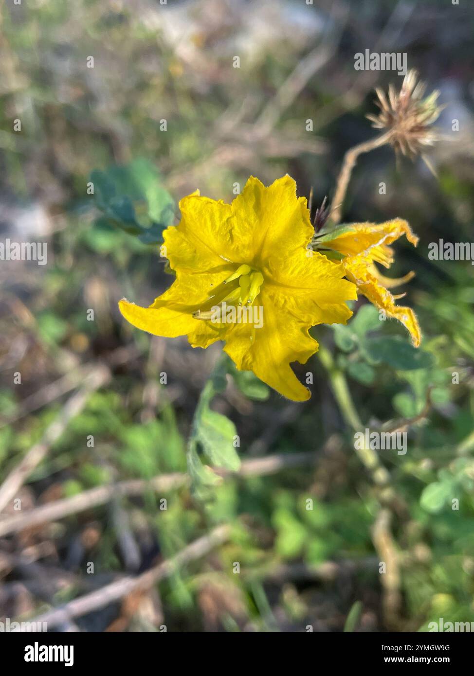 buffalo-bur (Solanum rostratum Stock Photo - Alamy
