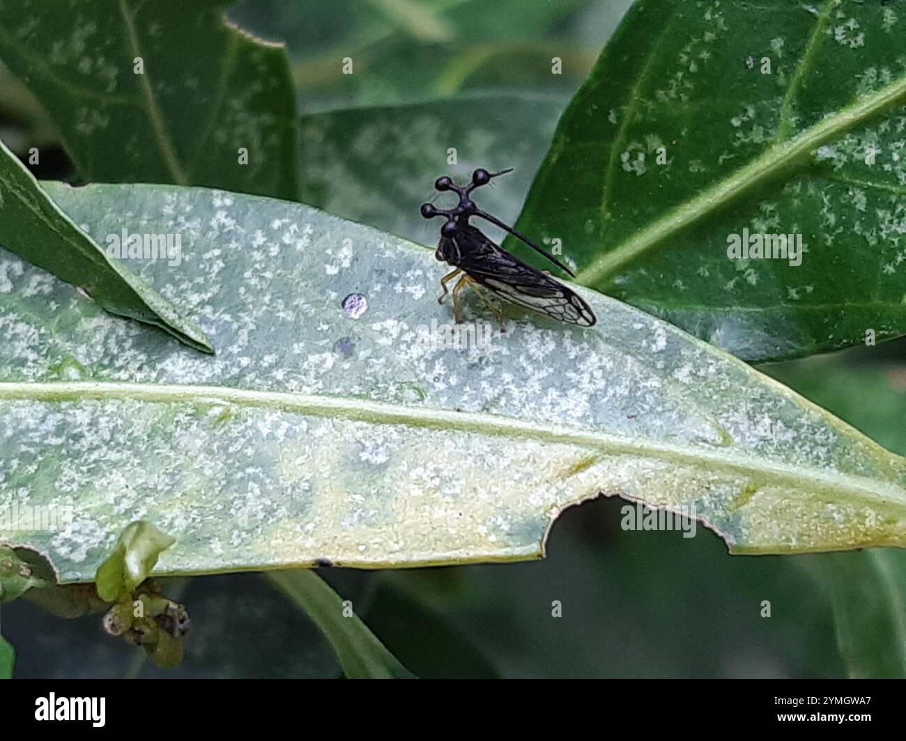 Bocydium globulare hi-res stock photography and images - Alamy