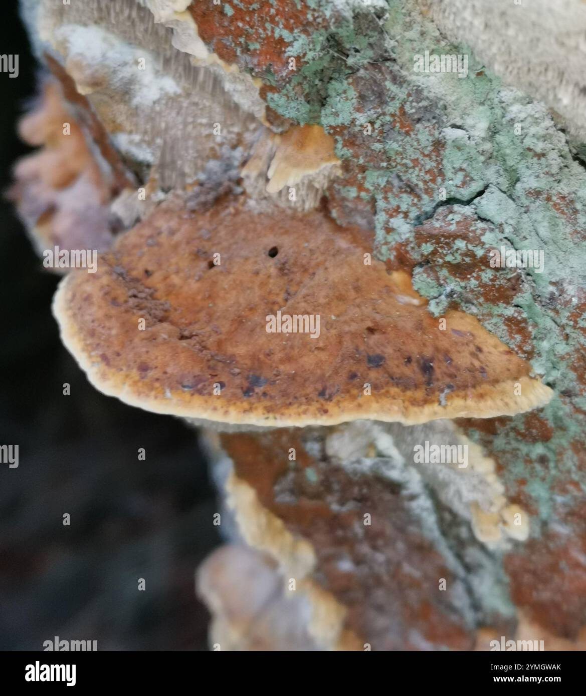 Alder Bracket (Mensularia radiata Stock Photo - Alamy