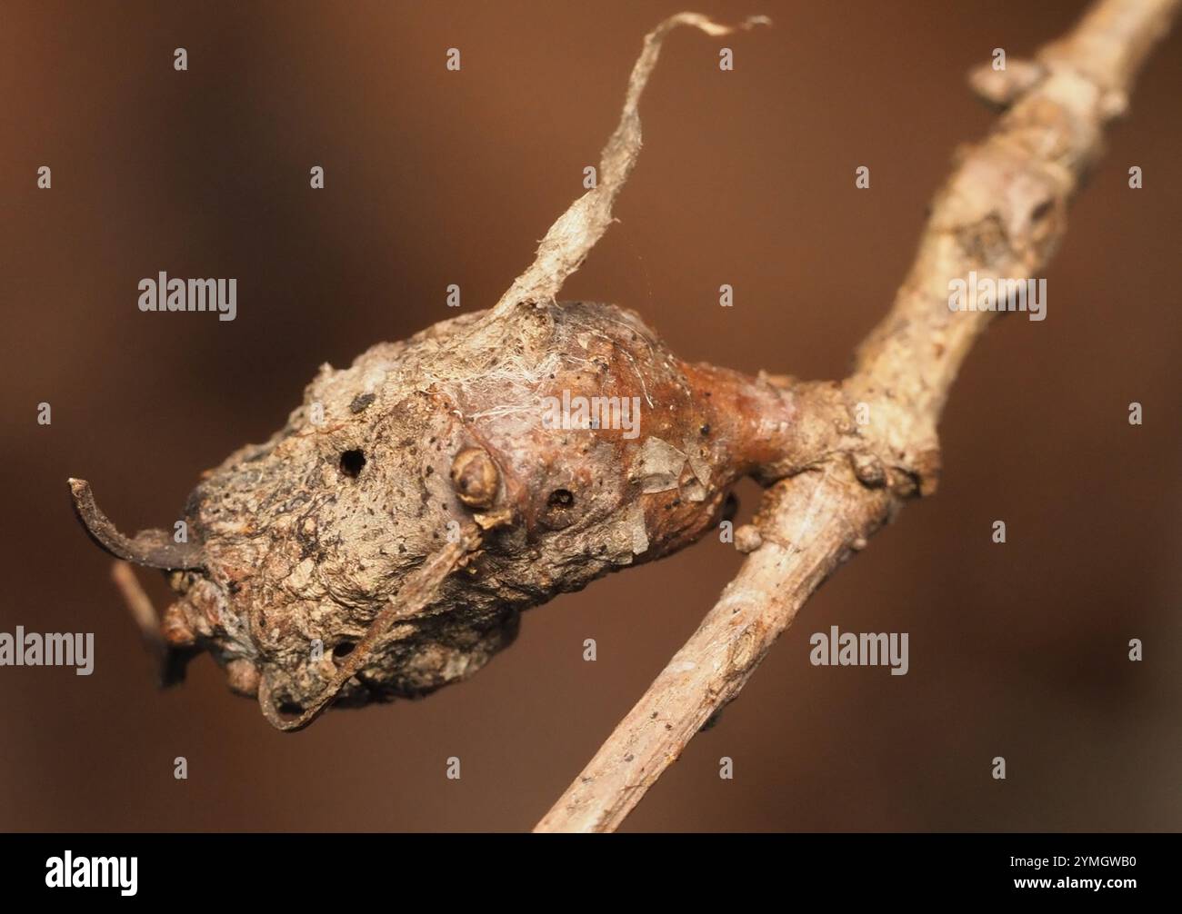Oak potato gall (Neuroterus quercusbatatus Stock Photo - Alamy