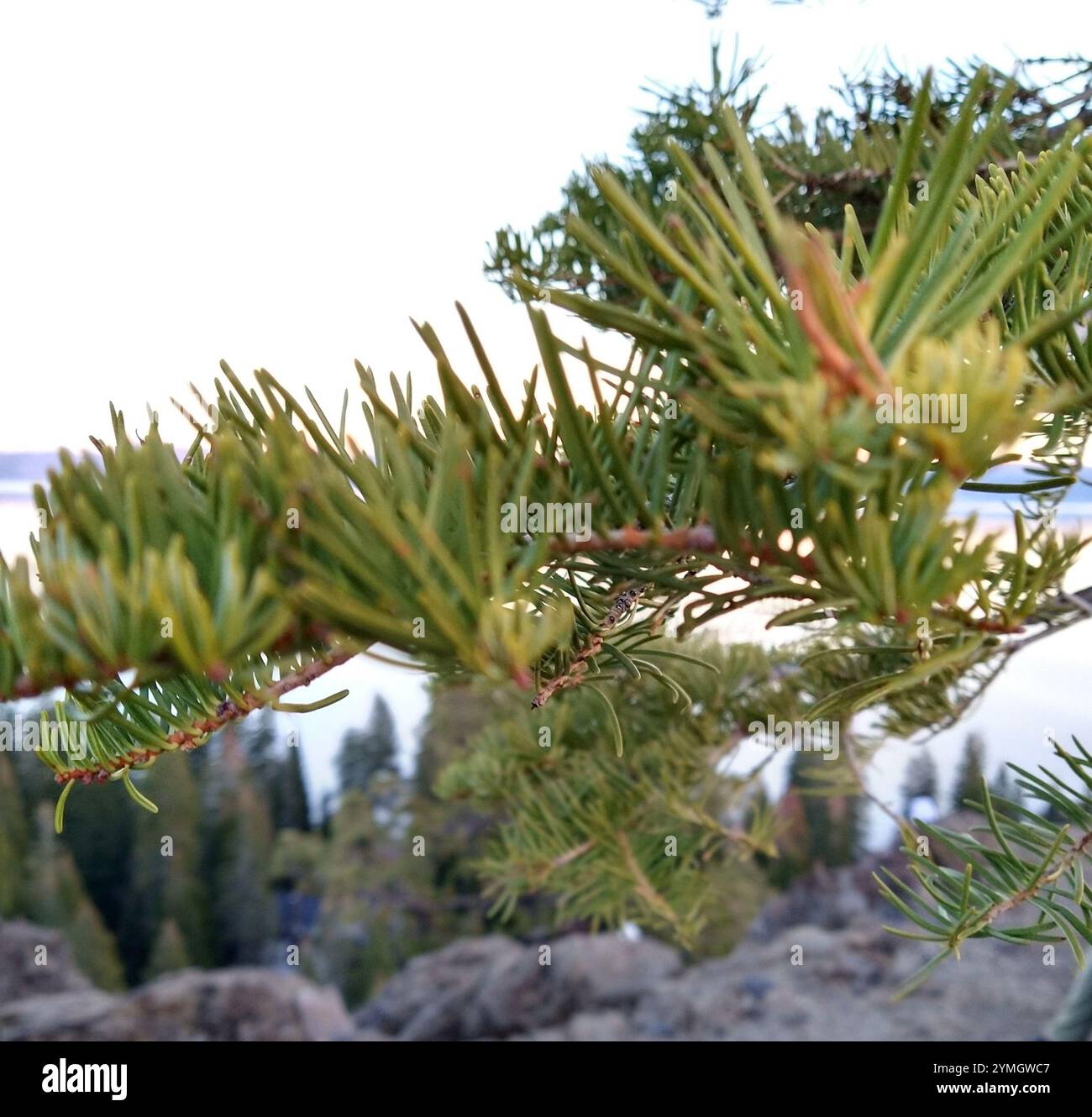 white fir (Abies concolor Stock Photo - Alamy
