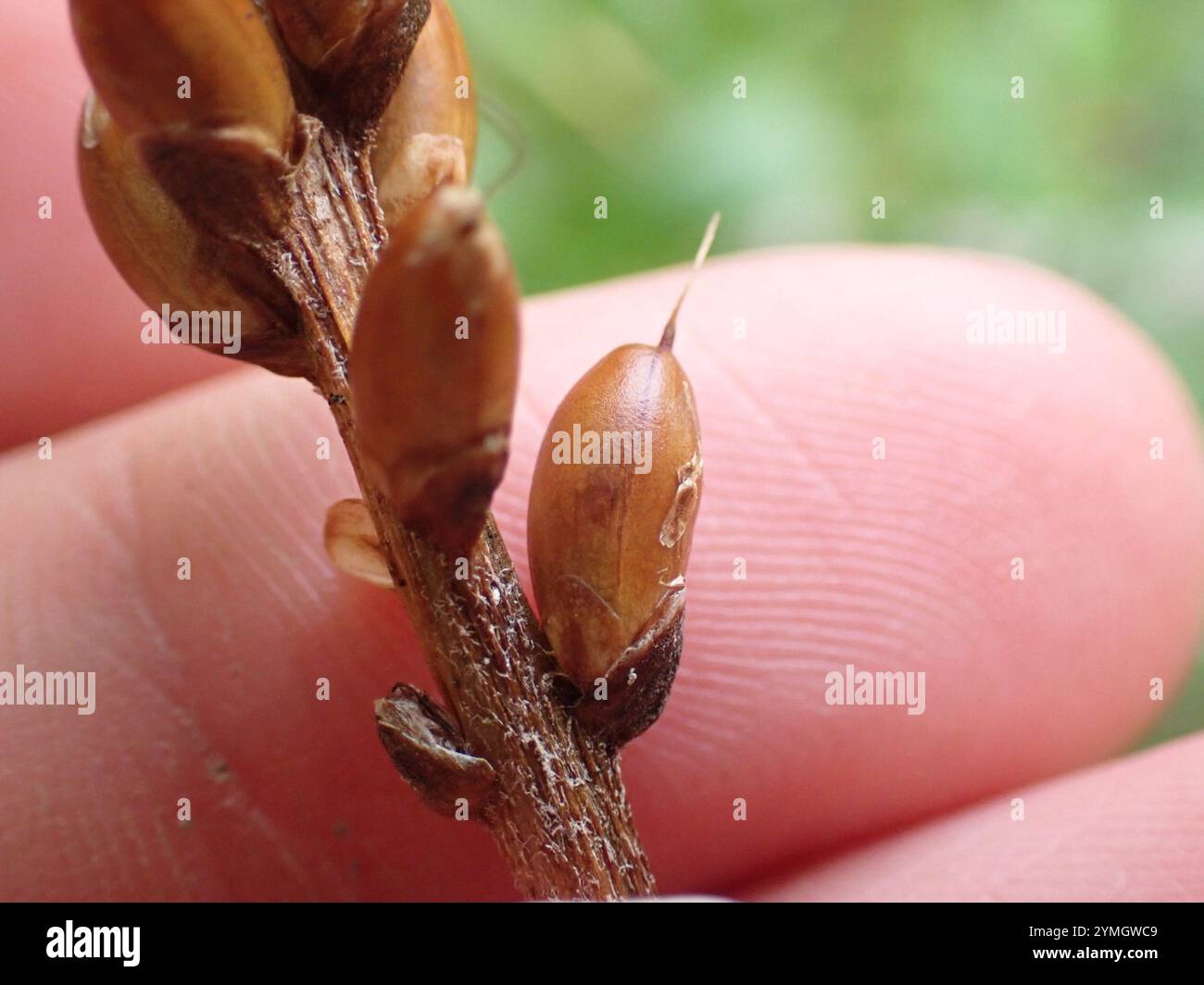Alaska Plantain (Plantago macrocarpa Stock Photo - Alamy