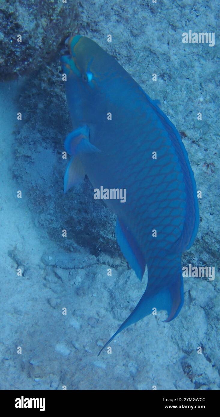 Queen parrotfish scarus vetula hi-res stock photography and images - Alamy