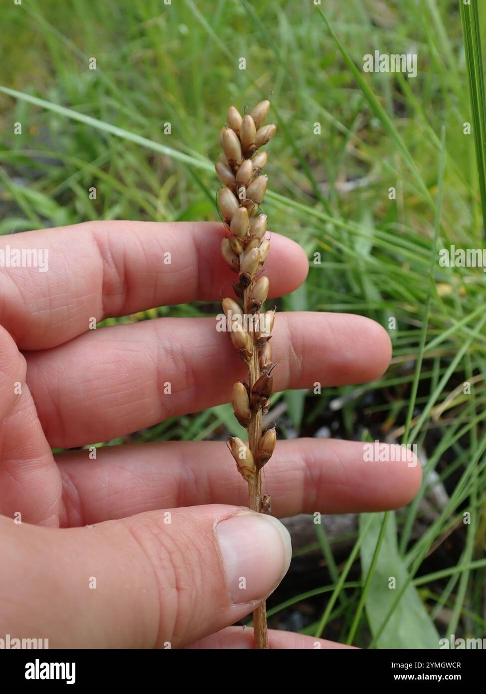 Alaska Plantain (Plantago macrocarpa Stock Photo - Alamy