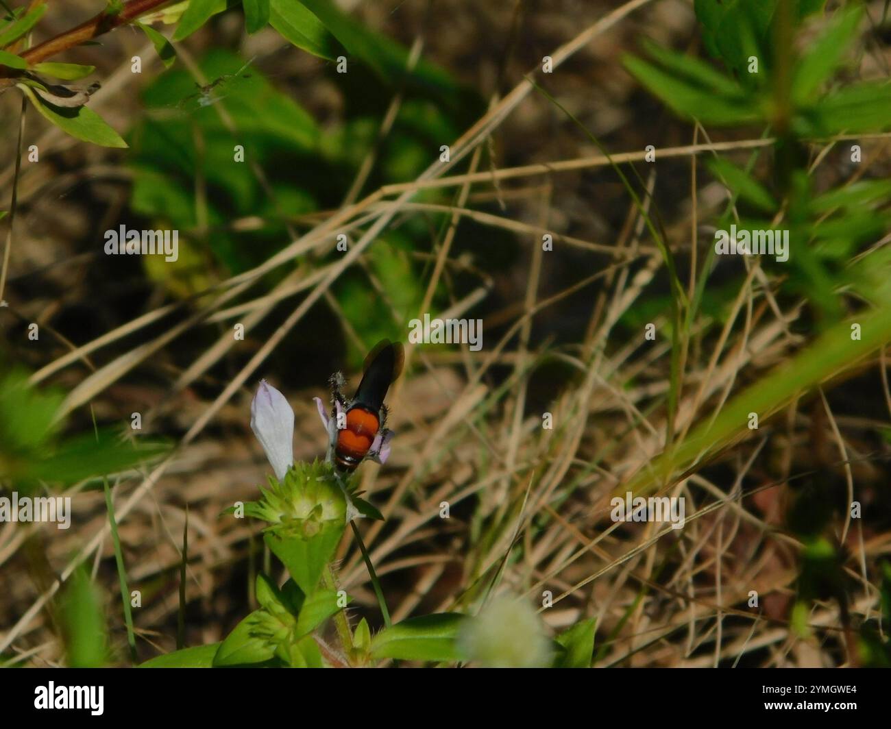 Caribbean scoliid wasp (Dielis dorsata Stock Photo - Alamy