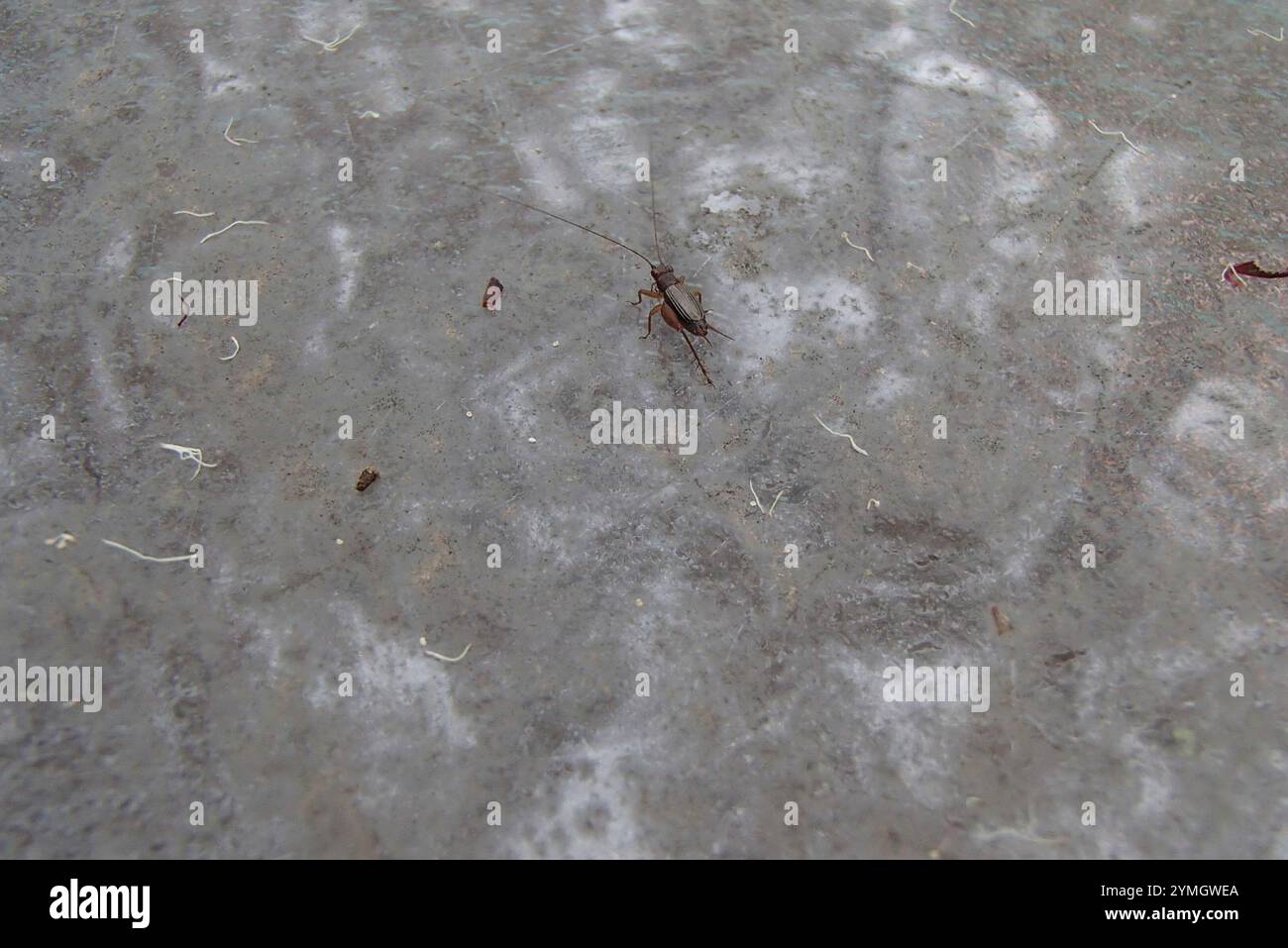 Trigs, Sword-tailed Crickets, and Ground Crickets (Trigonidiidae Stock ...