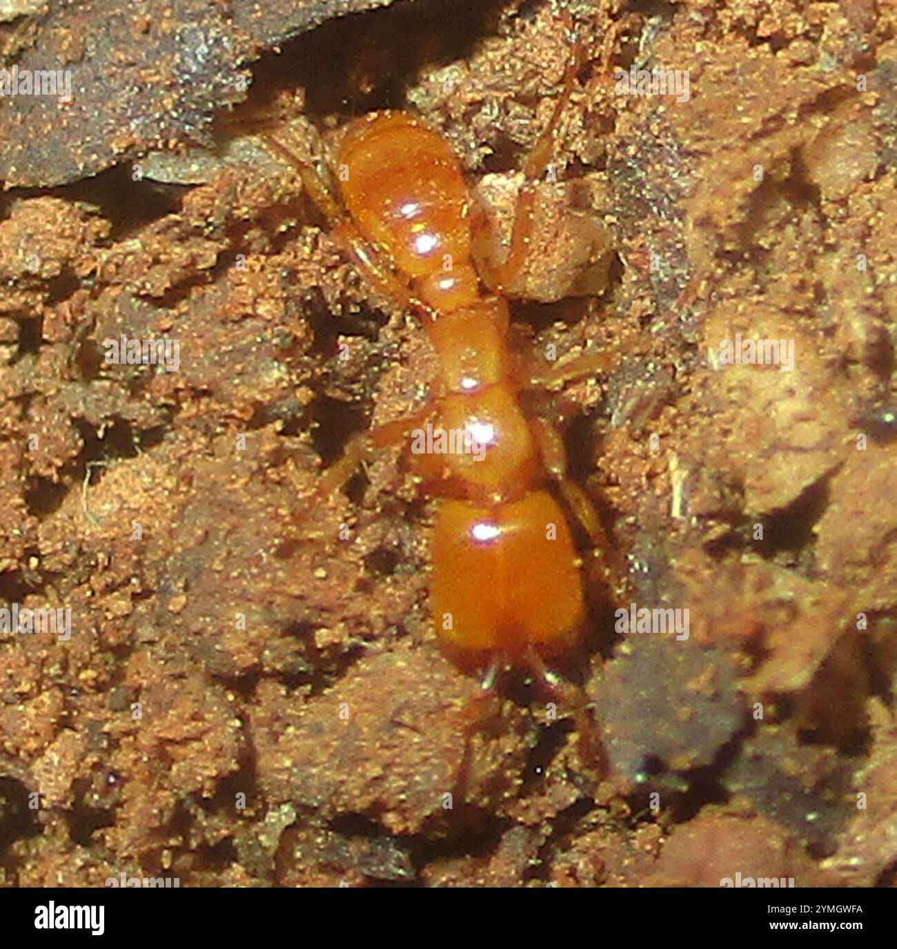 Driver Ants and Allies (Dorylus Stock Photo - Alamy