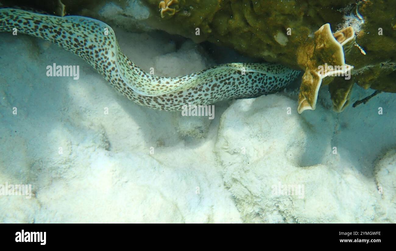 Spotted Moray (Gymnothorax moringa Stock Photo - Alamy