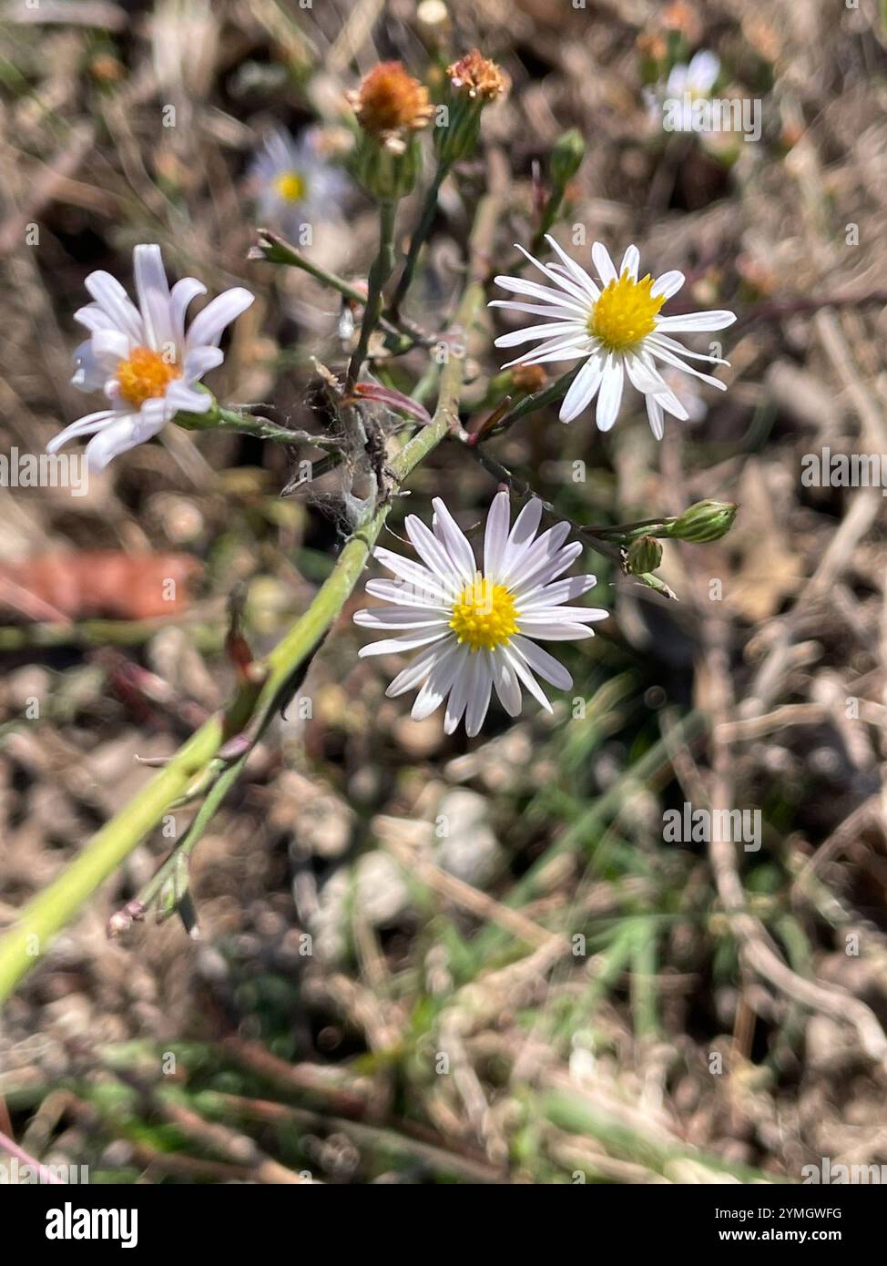 southern annual saltmarsh aster (Symphyotrichum divaricatum Stock Photo ...