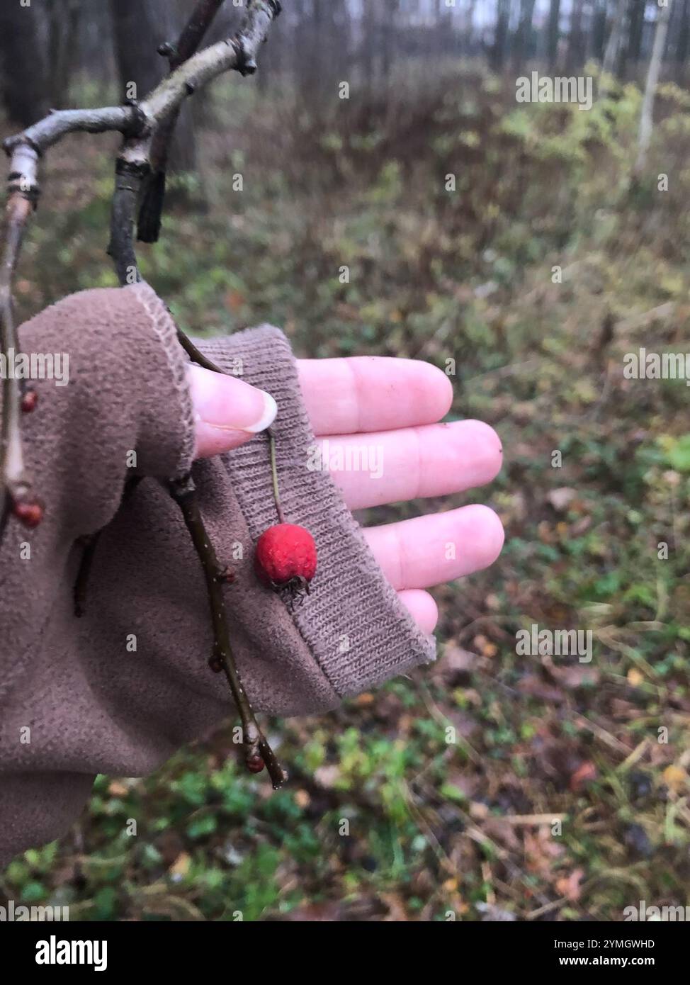 Siberian crabapple (Malus baccata Stock Photo - Alamy