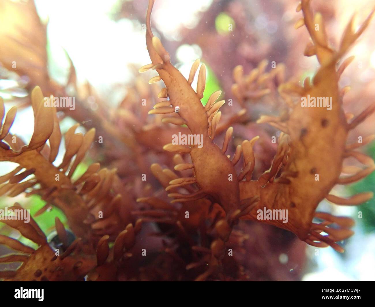 Prionitis hi-res stock photography and images - Alamy