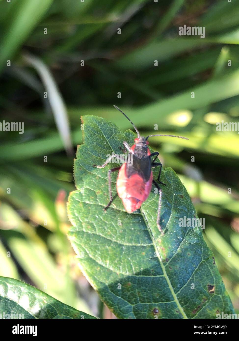 Red-shouldered Bug (Jadera haematoloma Stock Photo - Alamy