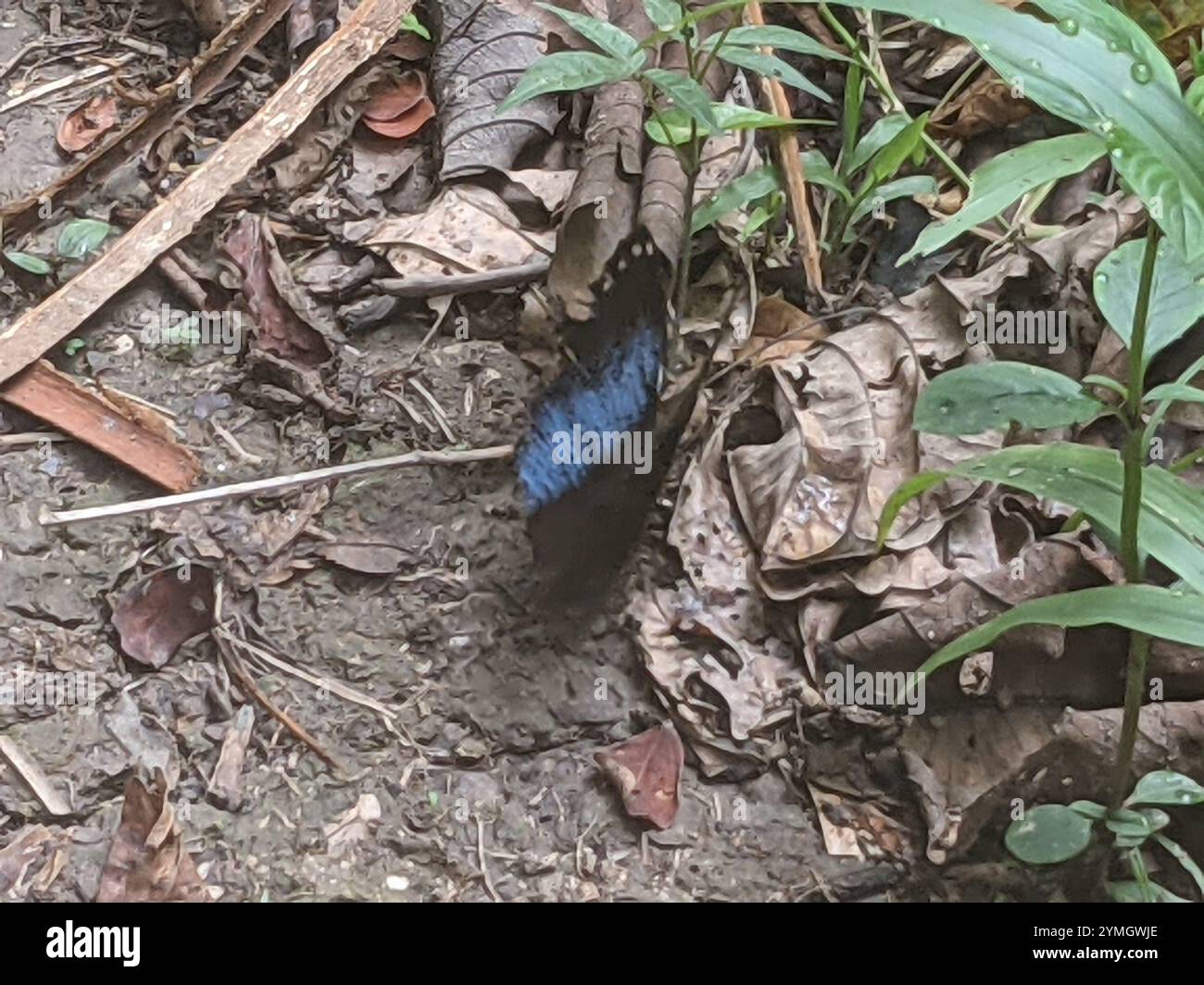 Morphos hi-res stock photography and images - Alamy