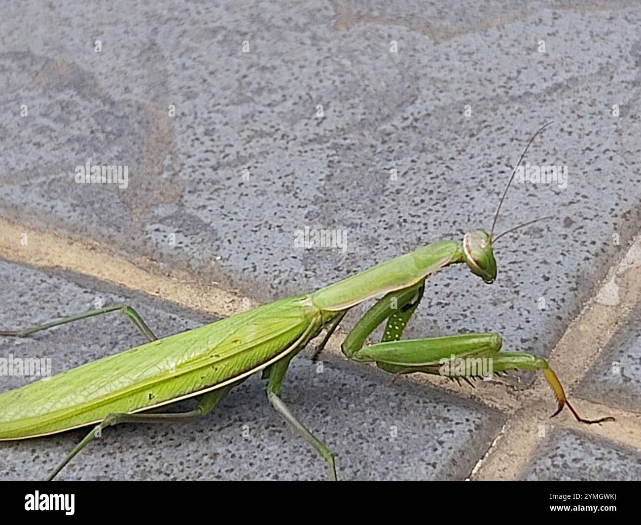 European Mantis (Mantis religiosa Stock Photo - Alamy
